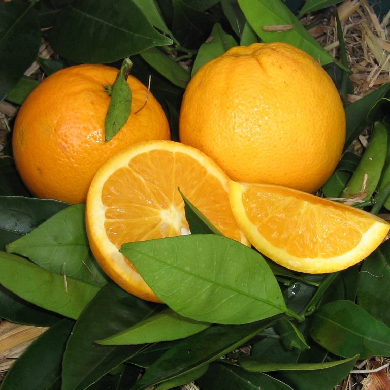Oranges – Engall's Nursery