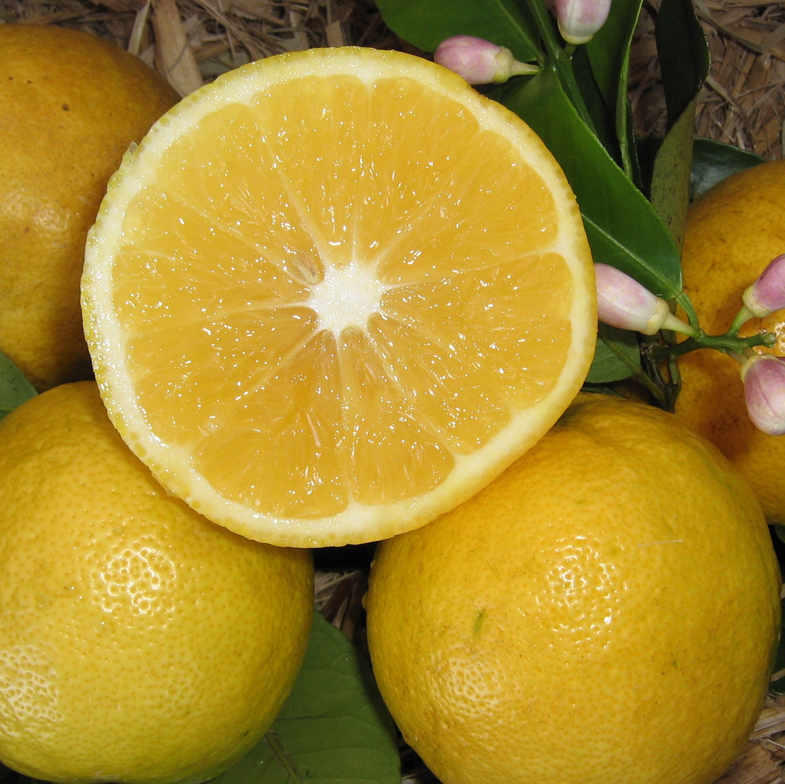 Unusual Citrus Varieties – Engall's Nursery